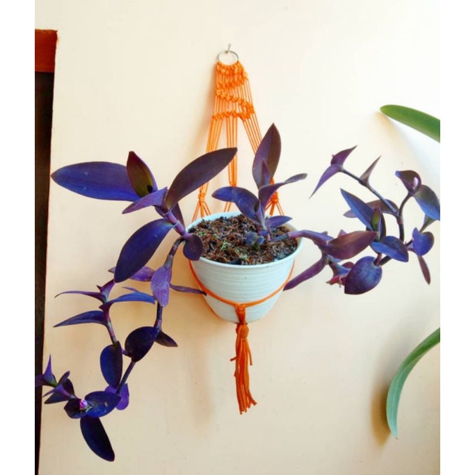 Jual Tanaman Hias Tradescantia Pallida ( Adam Hawa Ungu ) | Shopee ...