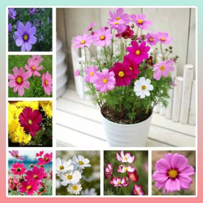 Jual Benih Bunga COSMOS MIX Import | Shopee Indonesia