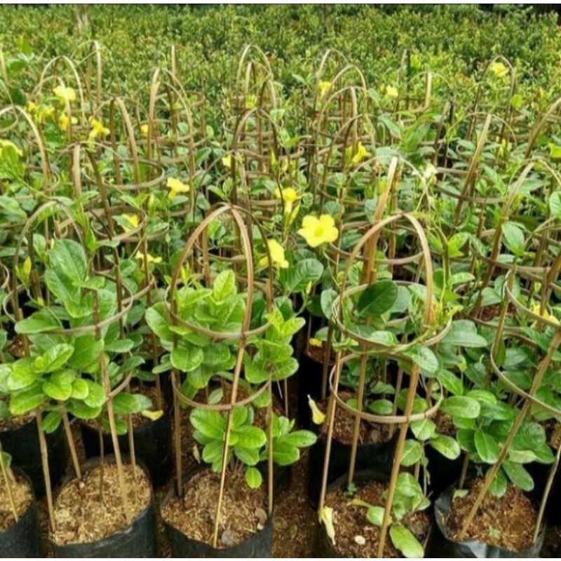 Jual Pohon Alamanda Kuning Tanaman Hias Rambat Alamanda Bunga Kuning ...