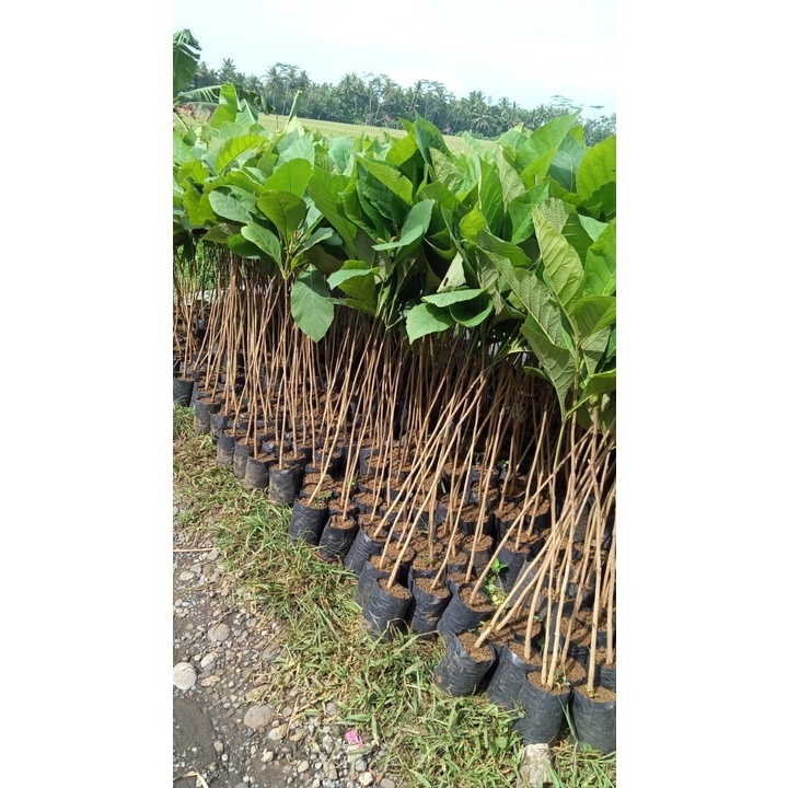 Jual Bibit Tanaman Kayu Jati - Ketinggian 1M Up - Kualitas Super ...