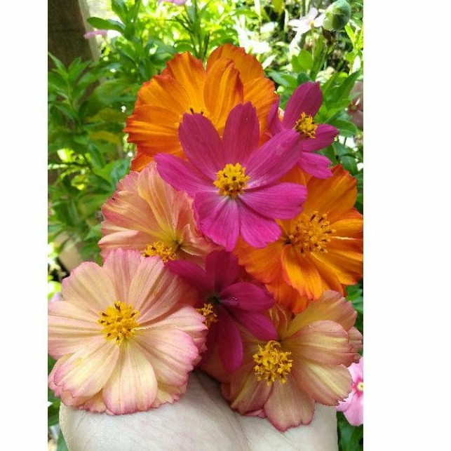Jual Biji Bunga Cosmos Thailand Sulphureus Mix Warna | Shopee Indonesia