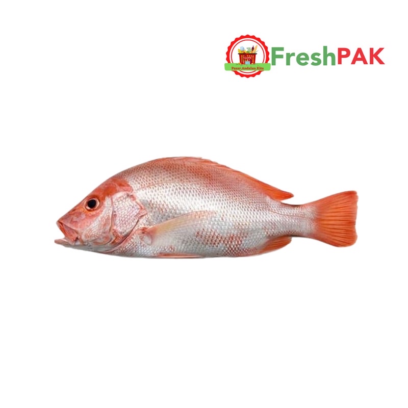 Jual FreshPAK - Ikan Kakap Merah Potong Segar 500gr / Ikan Segar ...