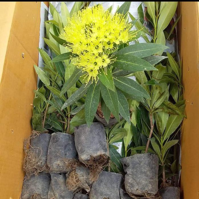 Jual 5 Batang Bunga Xantos Santos Kuning Lemon #_# | Shopee Indonesia