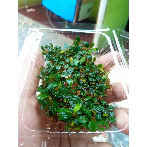 Jual Bucephalandra Supermini Hulu Boyan Porsi Mika 10x5 ( Tanaman ...