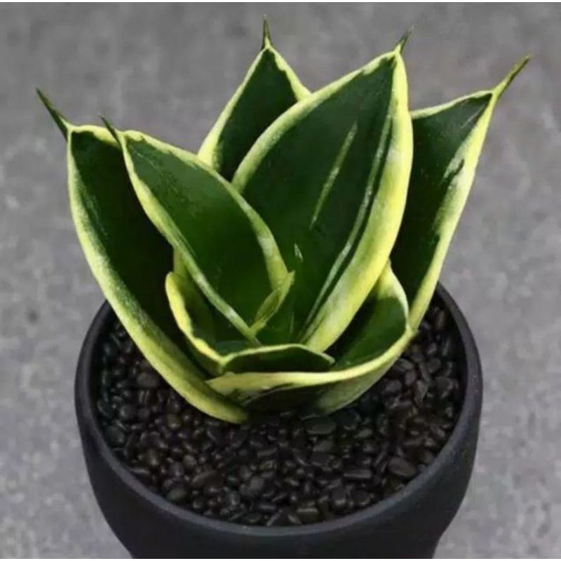 Jual Pohon Sensivera Pagoda Tanaman Hias Indoor Sensivera Mini Pagoda ... Jual Pohon Sensivera Pagoda Tanaman Hias Indoor Sensivera Mini Pagoda ...