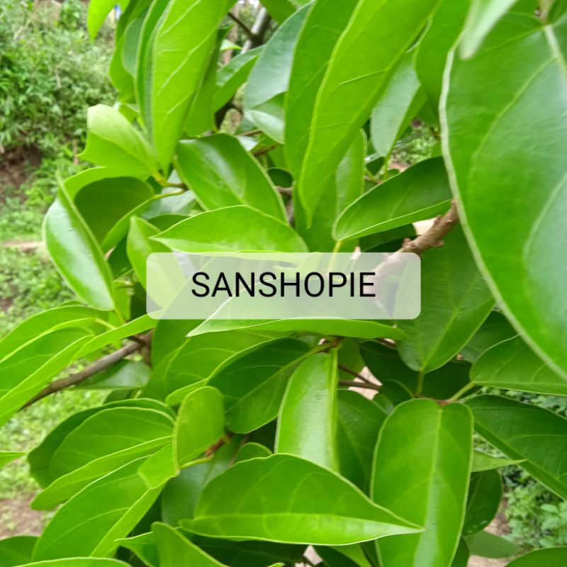 Jual Daun cincau hijau segar paket 500 gram | Shopee Indonesia