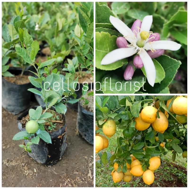 Jual Bibit Tanaman Buah Jeruk Lemon Jumbo (Sudah Berbunga/Berbuah ...