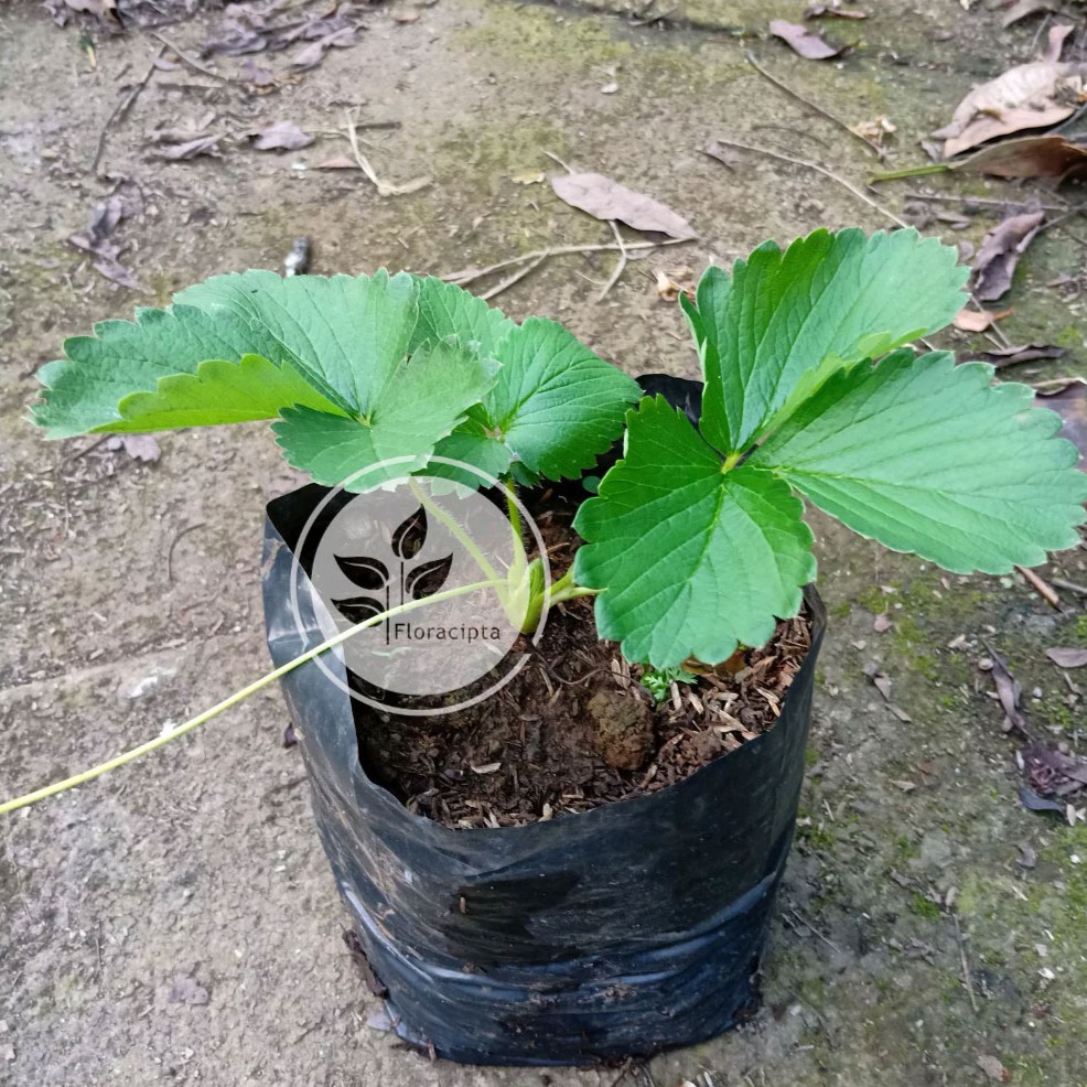 Jual Bibit Tanaman Strawberry Jumbo Pohon Strawberry Jumbo Bibit Buah ...