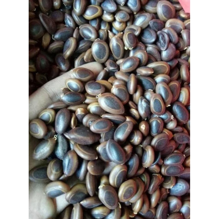 Jual Dm12 1 Kg Benih Biji Pohon Sengon Buto Kw+ | Shopee Indonesia