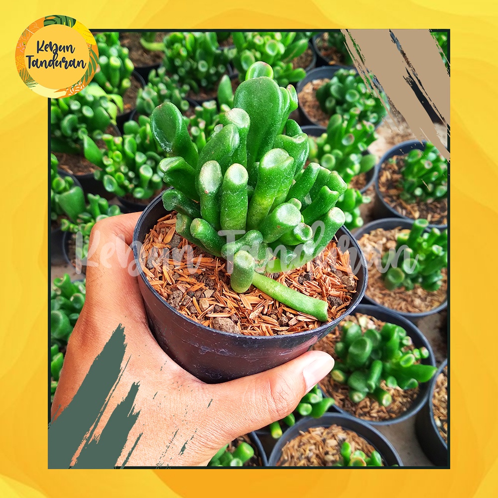 Jual Kaktus Sukulen Mini - 028 Crassula Ovata Gollum Jade | Shopee ...