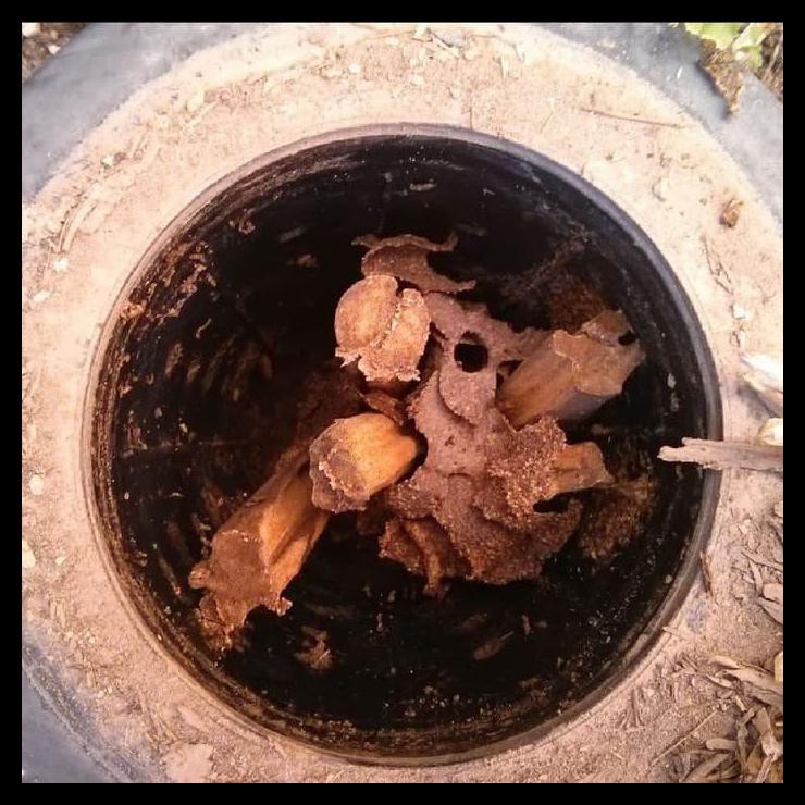 Jual Obat Anti Rayap Model Umpan Kayu Tanam - Racun Pembasmi Rayap ...