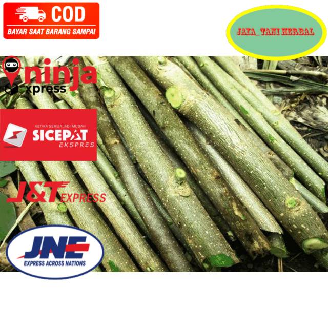 Jual Bibit pohon gamal 1kg untuk rambat vanili cutting stek batang ...