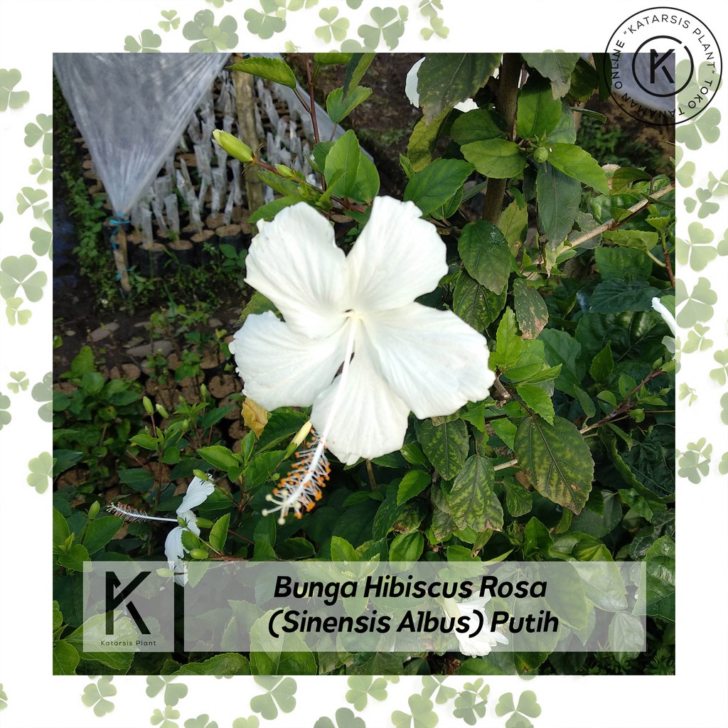 Jual Katarsis Plant | Tanaman Hias Bunga Sepatu / Hibiscus Rosa ...