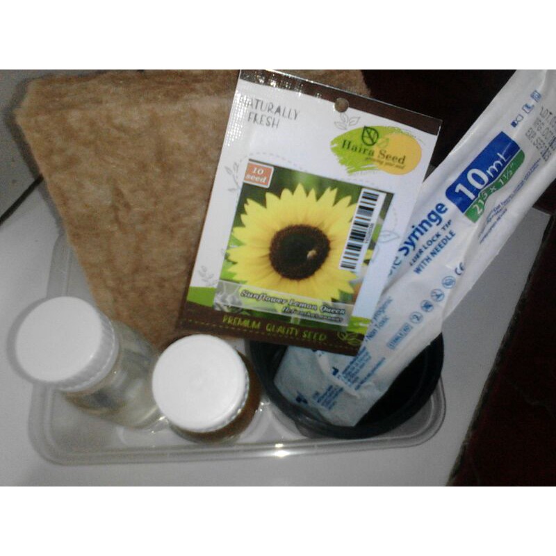 Jual Paket hidroponik Bunga Matahari Pot 8 cm | Shopee Indonesia