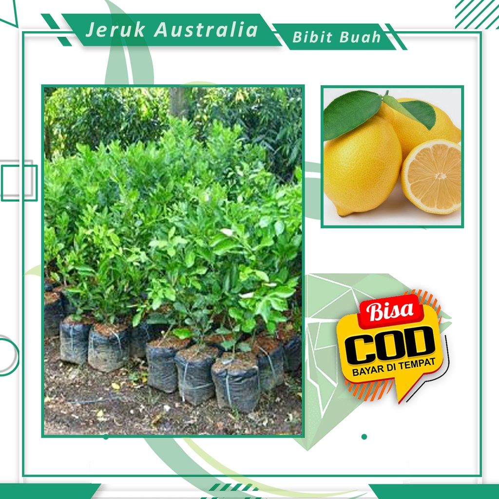 Jual Bibit Jeruk Lemon Australi cepat berbuah Tanaman Buah Jeruk Cepat ...