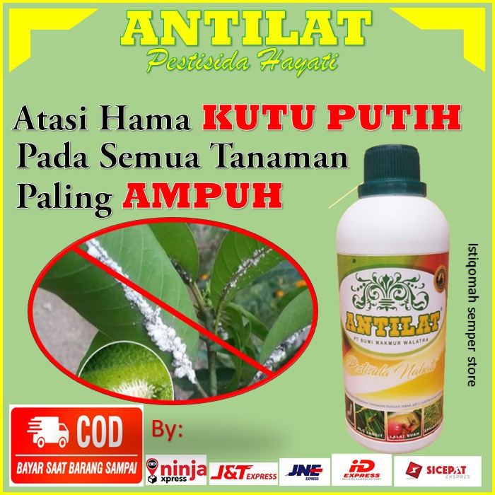 Jual Obat Hama Atasi KUTU PUTIH - Pestisida Nabati ANTILAT Mengatasi ...