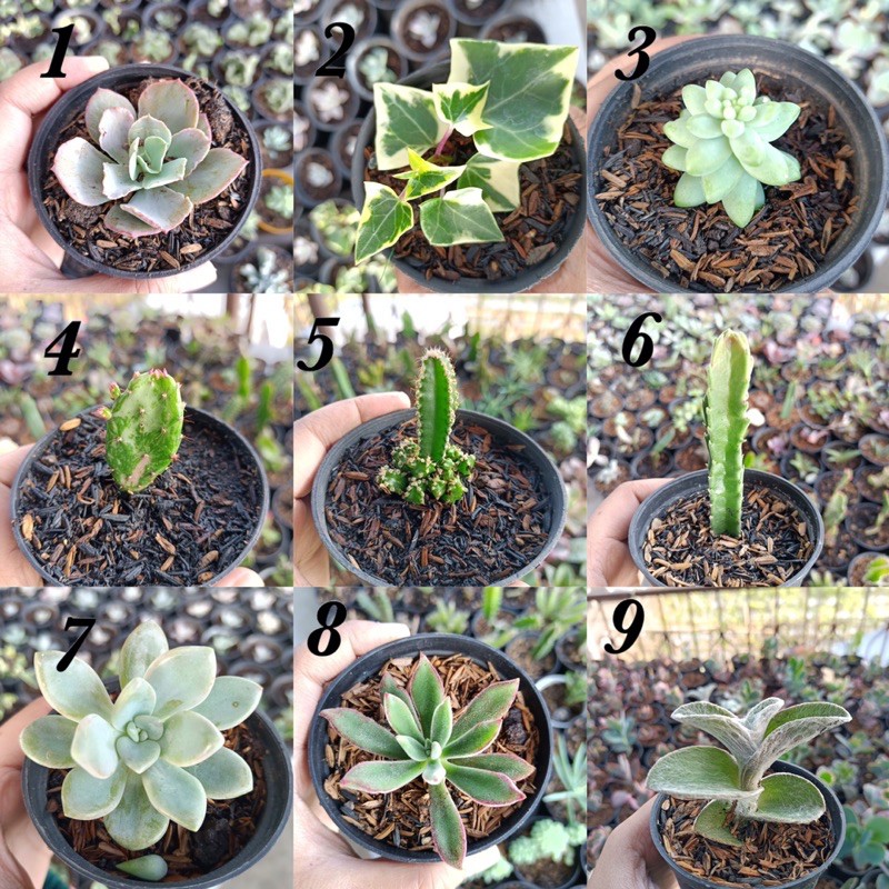 Jual Sukulen mini 46 jenis | Shopee Indonesia