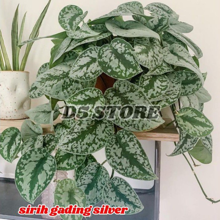 Jual sirih gading silver / tanaman hias sirih gading silver /scindapsus ...