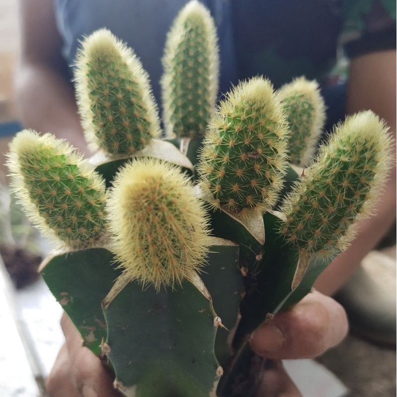 Jual kaktus mini grafting ekor tupai kuning tanaman hias kaktus sculen ...