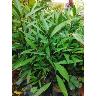 Jual tanaman gandarusa Harga Terbaik & Termurah April 2025 | Shopee ...