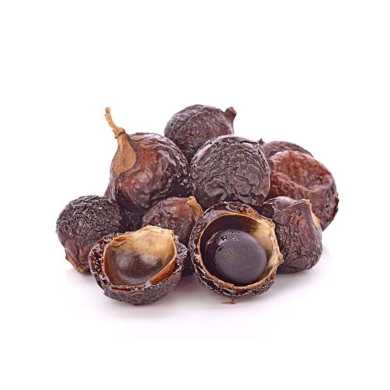Jual Bibit Benih Tanaman Buah Lerak (5 Butir) | Shopee Indonesia