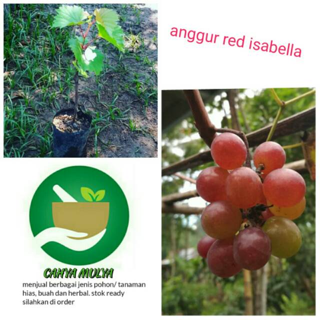 Jual Bibit pohon buah tanaman anggur red Isabella - tabulampot anggur ...