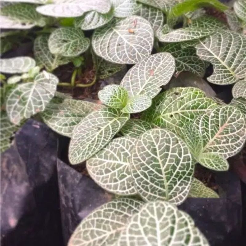 Jual tanaman fitonia albifenis | Shopee Indonesia