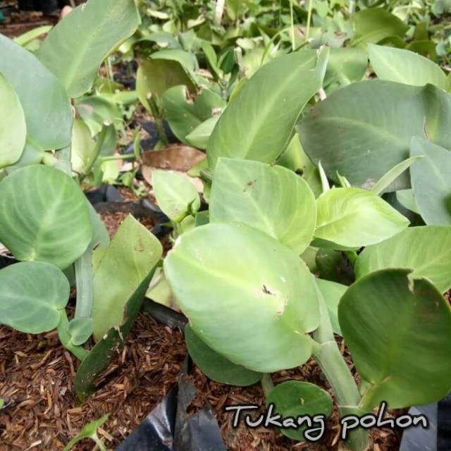 Jual Tanaman hias dolar daun berar | Shopee Indonesia