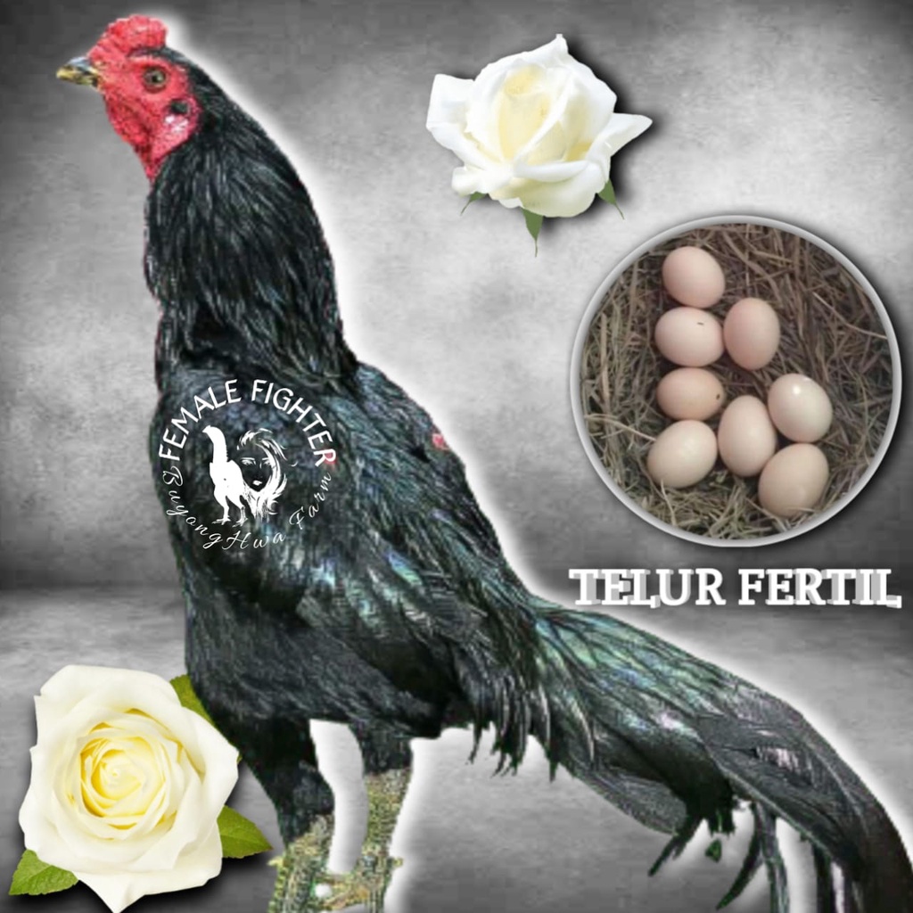 Jual black pakhoy rose Ayam Bangkok TELUR FERTIL New Generasi | Shopee ...