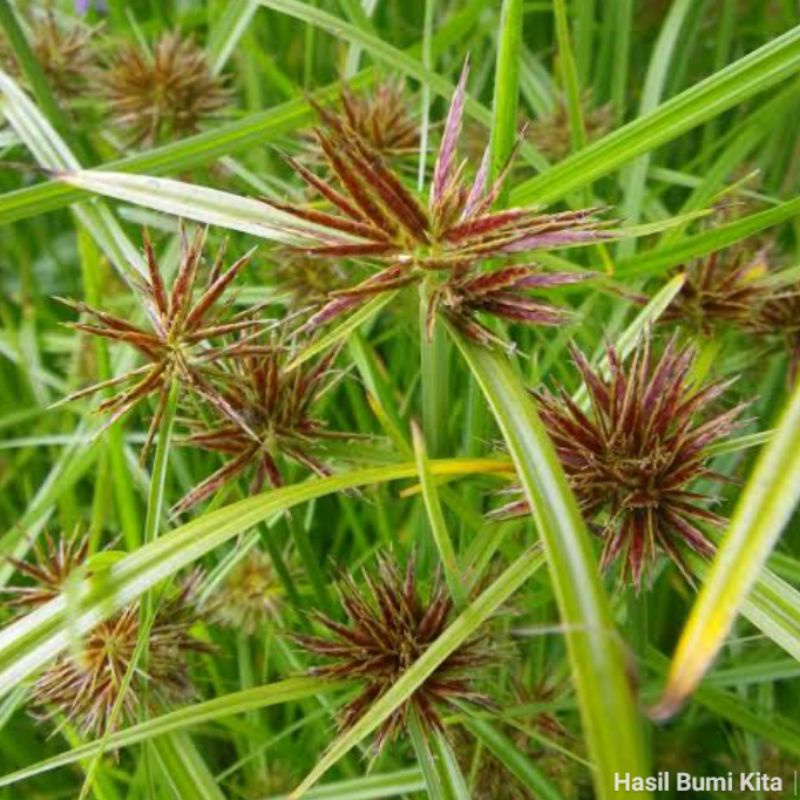 Jual Tanaman Rumput Teki Cyperus rotundus Tanaman Herbal Dianggap Gulma ...