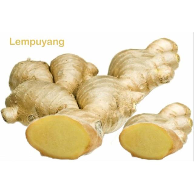 Jual 1kg Lempuyang Segar Jenis Emprit dan Gajah | Shopee Indonesia