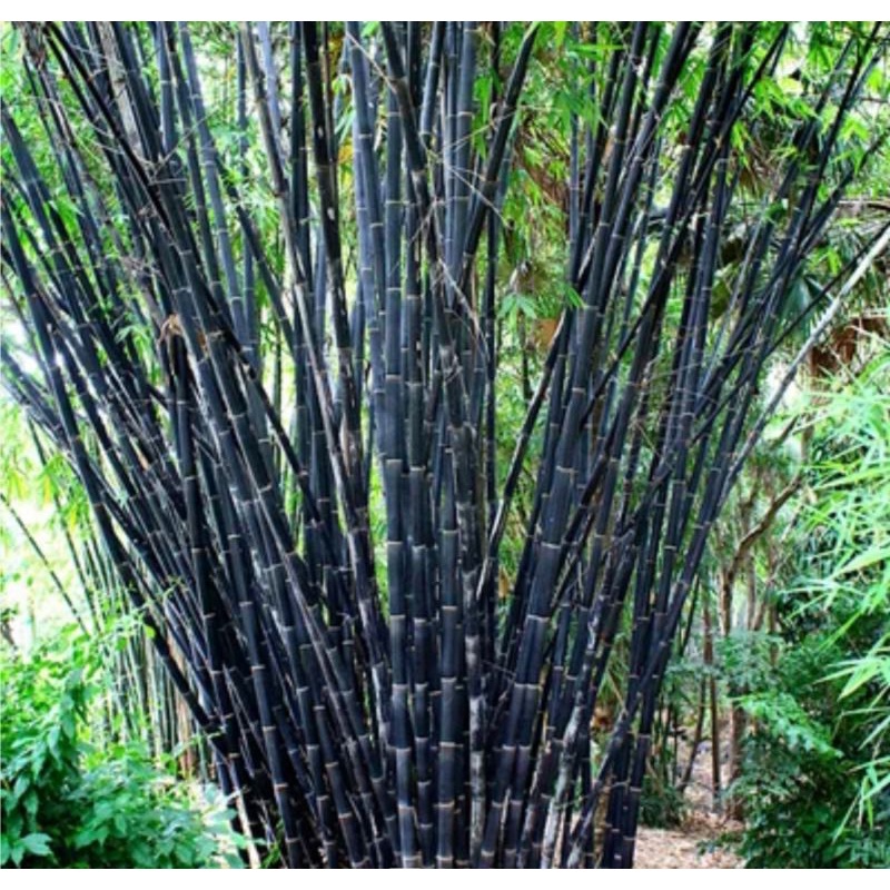Jual bambu hitam dijual perbatang panjang 50 cm | Shopee Indonesia