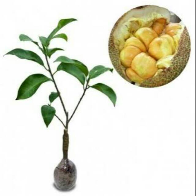 Jual Tanaman Cempedak Durian 500g | Shopee Indonesia