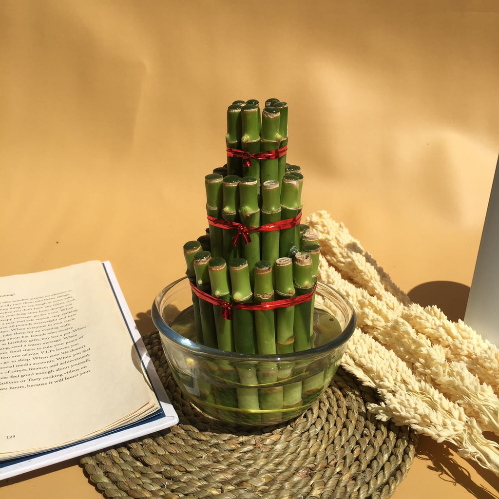 Jual Tanaman Hias Hidup Bambu Hoki/Bambu Cina/ Sri rezeki/Bambu Hoki ...