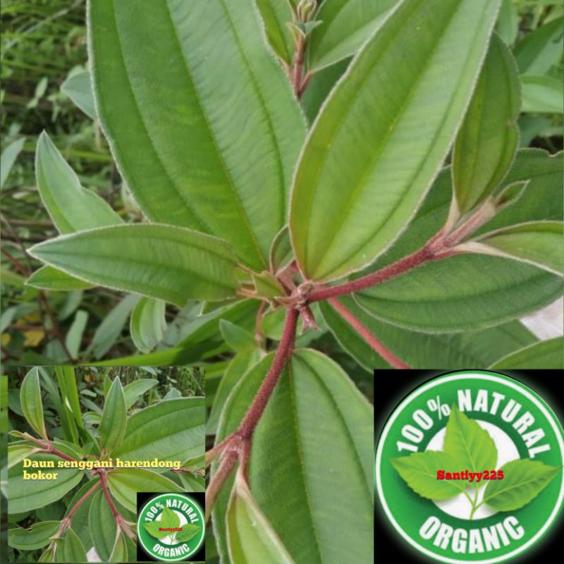 Jual Daun Senggani Atau Harendong Bokor 1 Kg Fresh | Shopee Indonesia