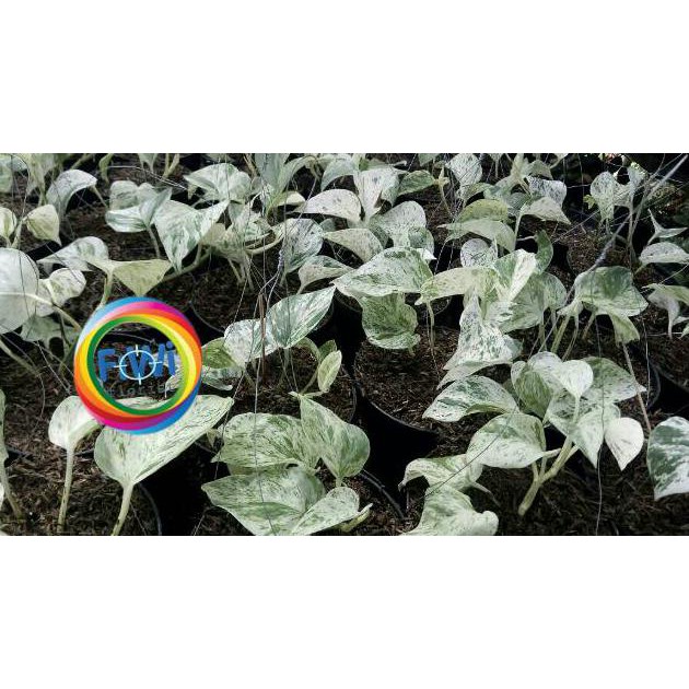 Jual *_$ Tanaman Hias Bibit Daun Sirih Belanda/Scindapsus Aureus ...