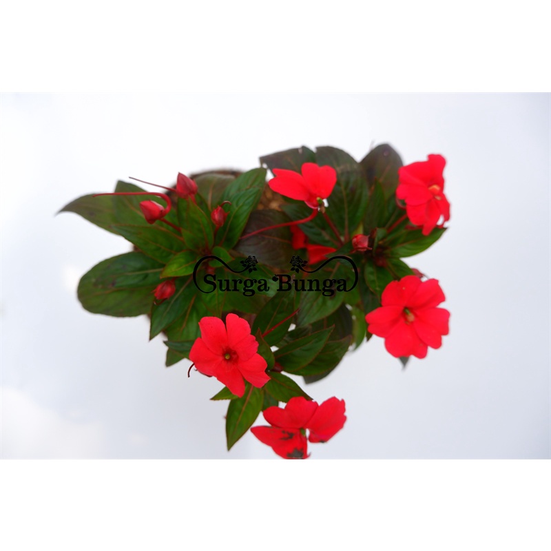 Jual Tanaman Bunga Pacar Air (impatiens hawkeri) - Pacar Hawai Warna ...