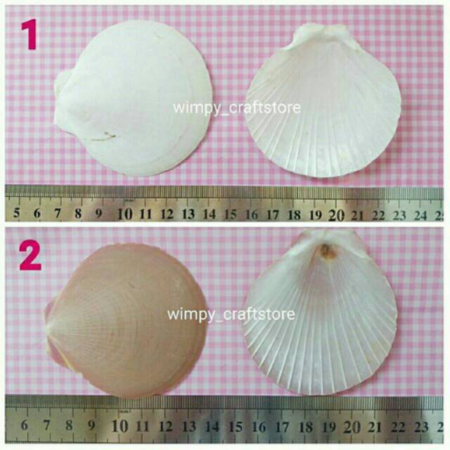 Jual Kerang Craft Besar Sea Shell Bahan Kerajinan Tangan Bahan ...
