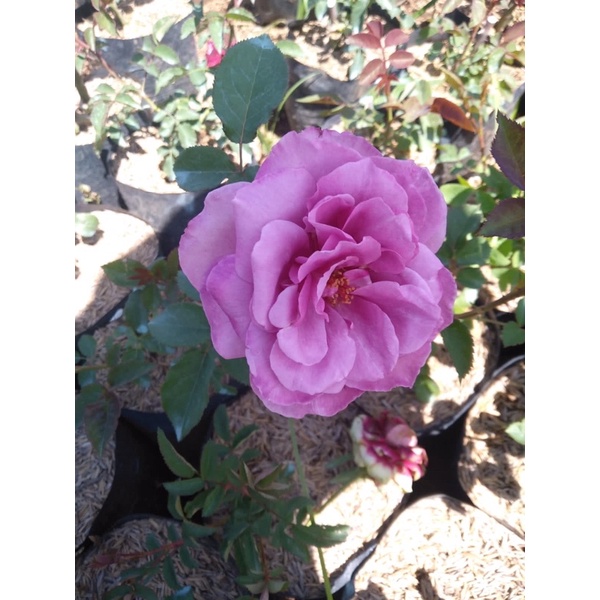 Jual BUNGA MAWAR UNGGU WANGI HOLLAND | Shopee Indonesia