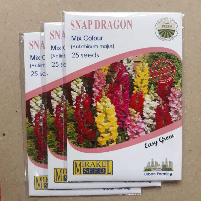 Jual BENIH BUNGA SNAP DRAGON | Shopee Indonesia
