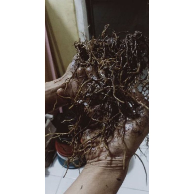 Jual bongol anthurium kuping gajah tarantula | Shopee Indonesia