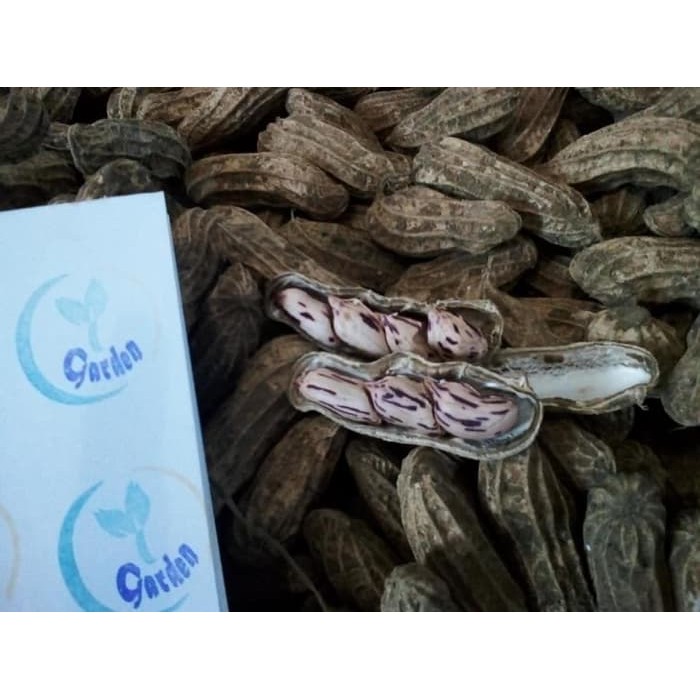 Jual Benih Giant Striped Peanut/Kacang tanah belang Rasaksa | Shopee ...