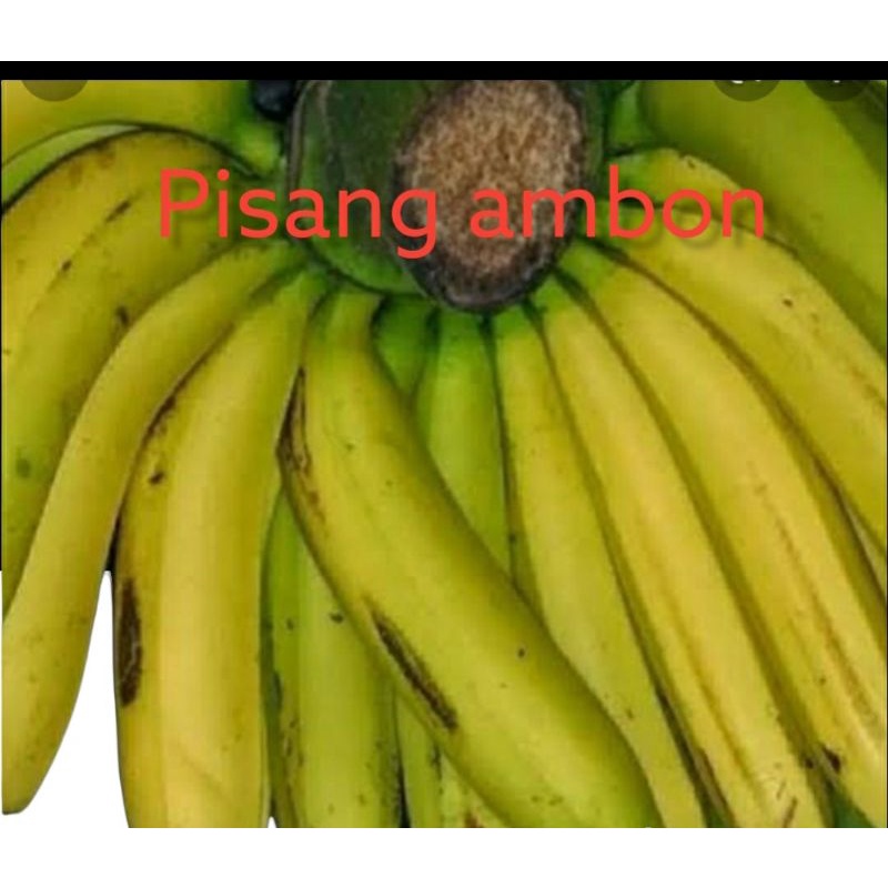 Jual pisang Ambon Mateng 1sisir | Shopee Indonesia