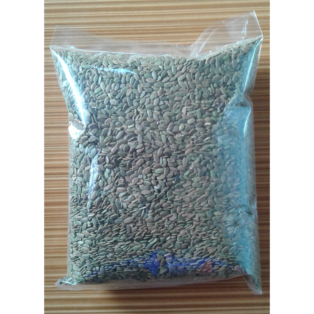 Jual Benih Sengon Buto (Enterolobium cyclocarpum) | Shopee Indonesia