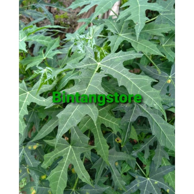 Jual Sayur daun pepaya jepang daun gedi segar 1 kg fresh | Shopee Indonesia