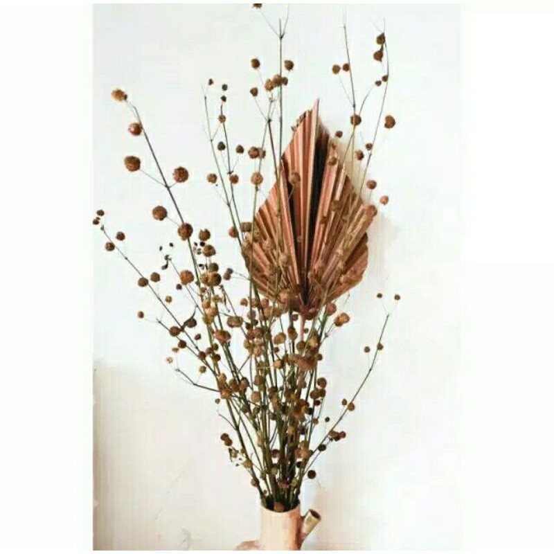 Jual BUNGA POMPOM KERING | Shopee Indonesia