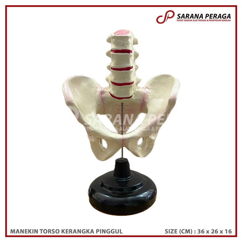 Jual SaranaPeraga - Manekin Torso Model Kerangka Pinggul - Alat Peraga ...