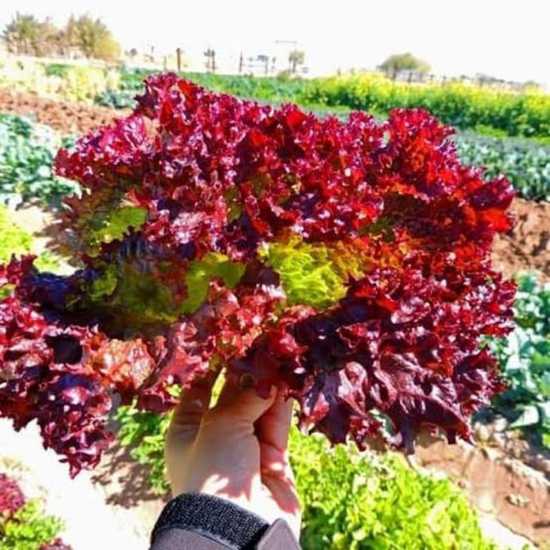 Jual Benih Selada Merah Kemasan Ekonomis Benih Murah Repack | Shopee Indonesia