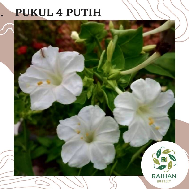 Jual 5 Biji Benih Bunga Pukul 4 Mirabilis Jalapa Putih | Shopee Indonesia