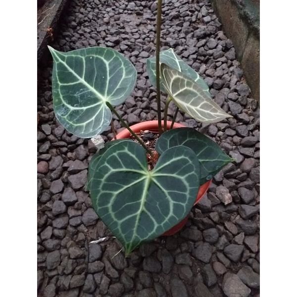 Jual Tanaman Hias Anthurium Kuping Gajah Tarantula | Shopee Indonesia
